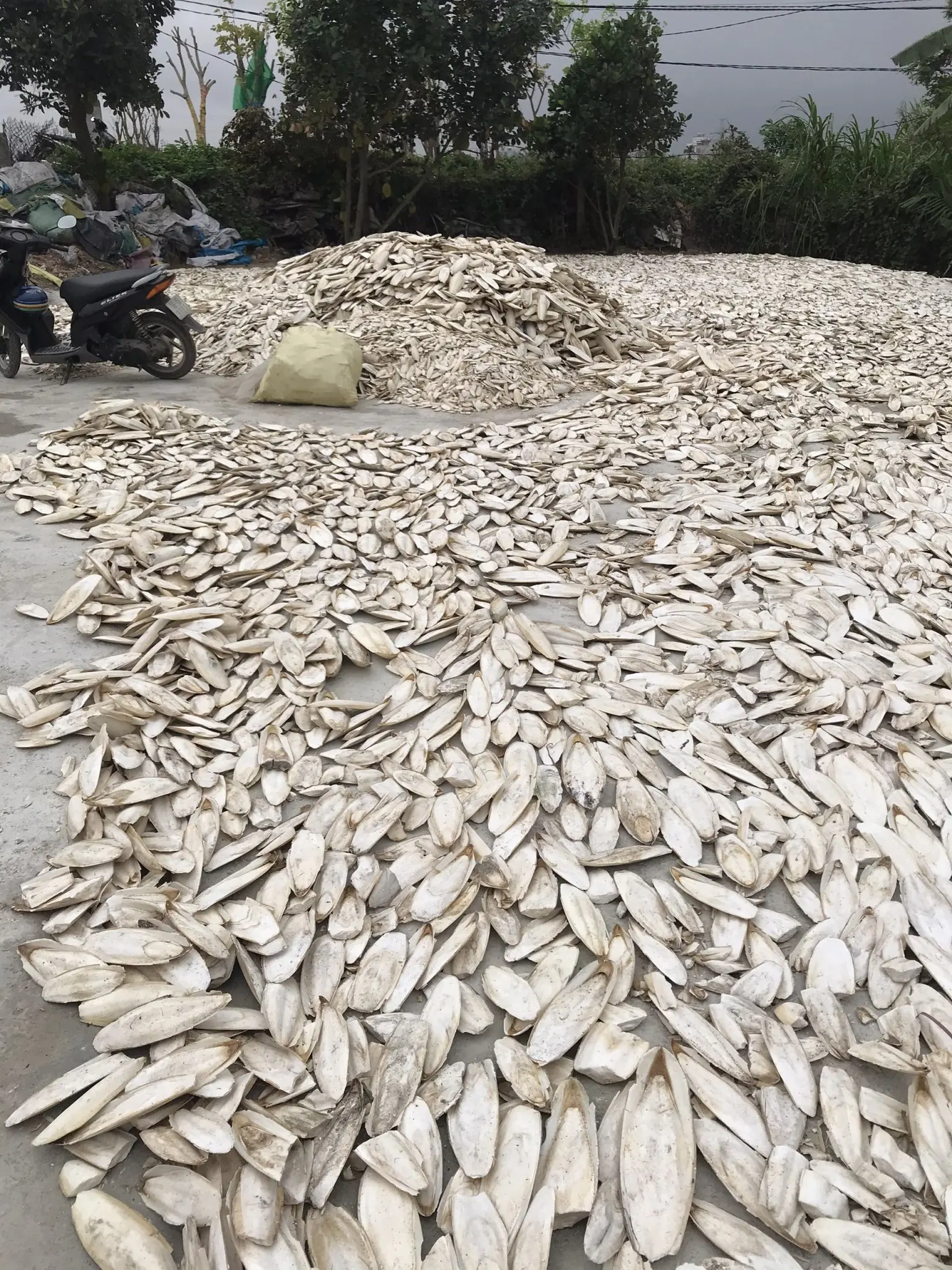 Clean Dried Cuttlefish Bone For Bird Feed/cheap Price From Vietnam ...