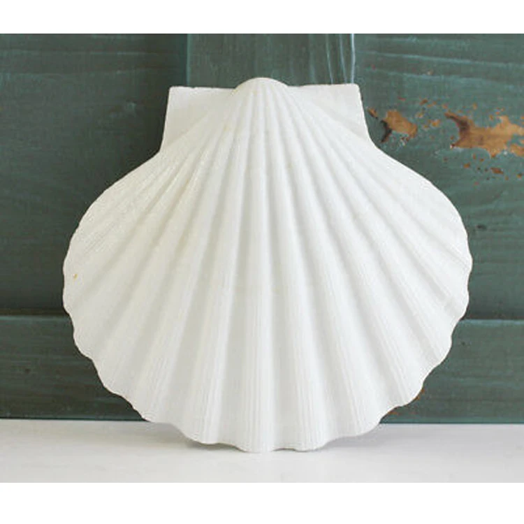 Natural Baking Shells,Scallop Sea Shells 4 -5 Inch,Natural Scallop ...