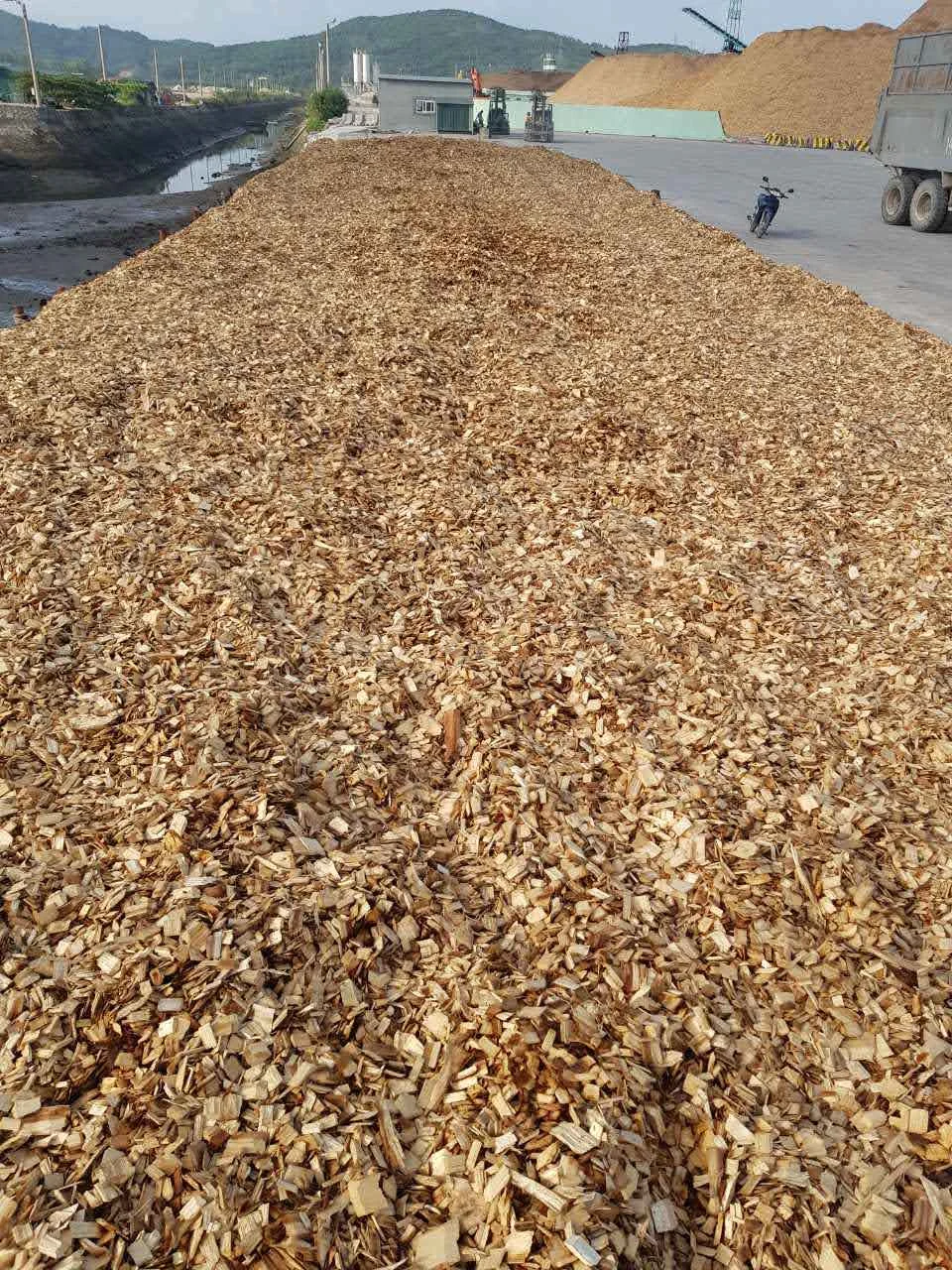 Acacia Wood Chips In Vietnam/ Ability: 150.000 Bdmt/month - Buy Wood ...