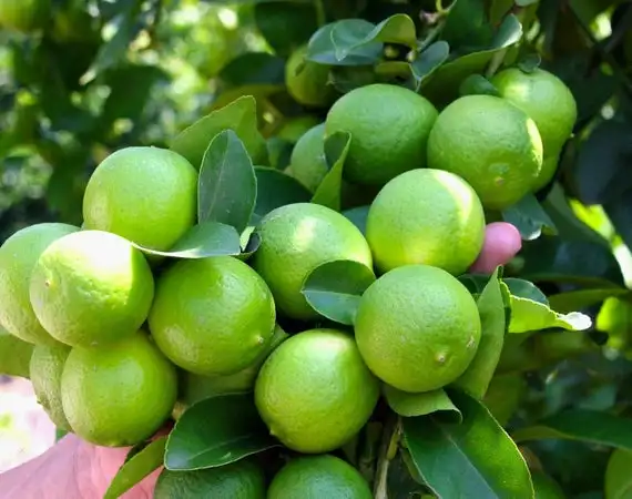 Wholesale Fresh Green Lemons from Vietnam - High Quality