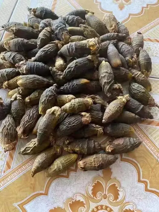 Dried Young Areca Nuts For Making Candy / Areca Berries Exporter From ...