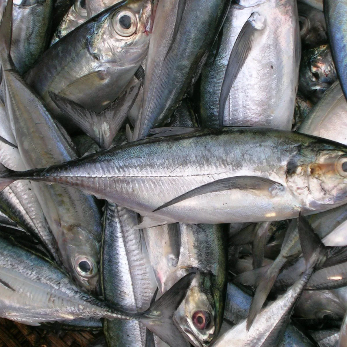 100% Fresh Mackerel - Frozen Mackerel with Top Grade Quality
