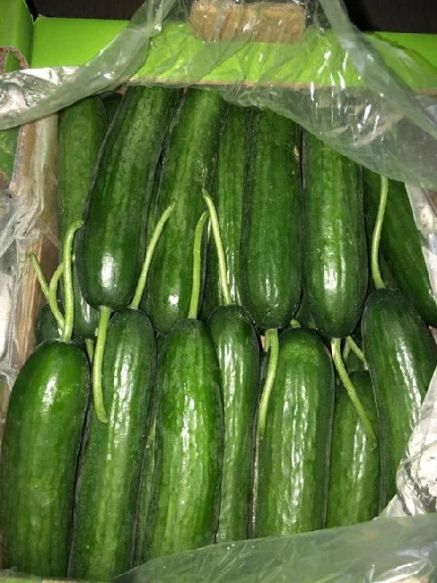 Fresh Cucumber - Buy Fresh Cucumber High Quality Cucumber High Quality ...