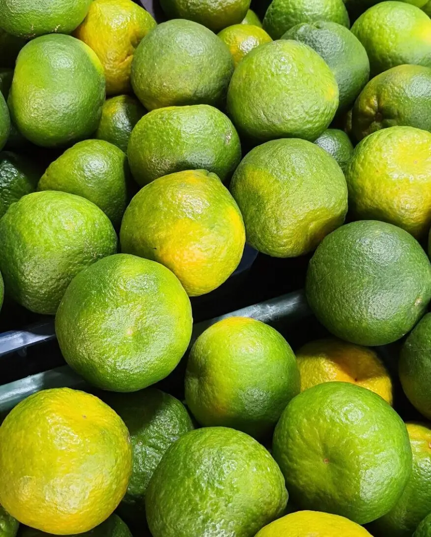 Fresh Mosambi Fruits Available For Worldwide Sale Wholesale Prices ...