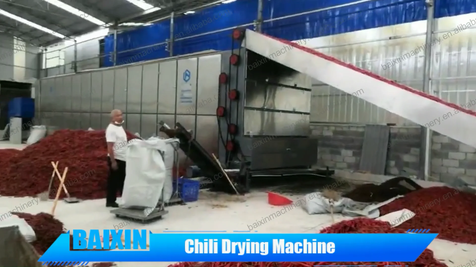 Continuous Mesh Belt Algae Dryer Chili Drying Machine Conveyor Belt ...