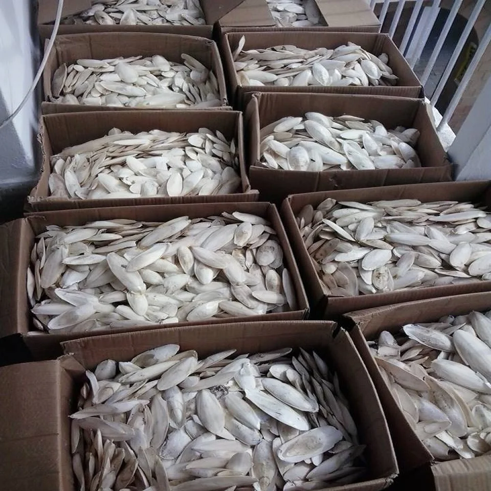 Big Cuttlefish Bone - Suitable For Large Birds. - Buy Cuttlefish Bone ...