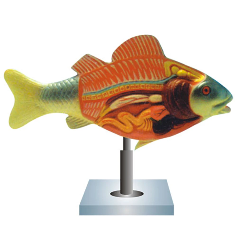 Fish Dissection zoology biology models student educational teaching ...