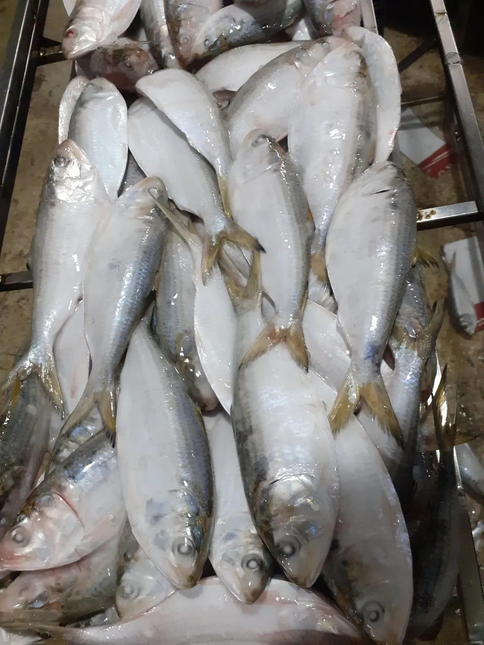 Frozen Hilsa Fish Whole - IQF Frozen Seafood from Vietnam | Quality ...