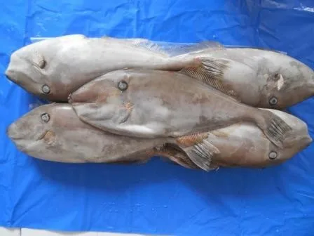 Leather Jacket Fish Whole Round Headless,Skinless,Tail Off Fillets For ...