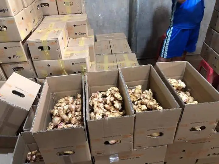 High Quality Fresh Elephant Ginger From Vietnam 2022 Fresh Ginger ...