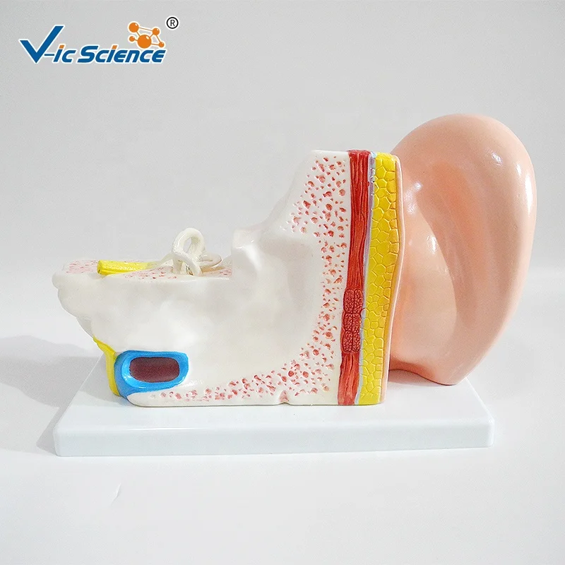 Medical Anatomical Model Middle Ear Anatomy Model Medical Science ...