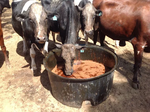 Cheap Price Sugarcane Molasses - Blackstrap for Animal Feed