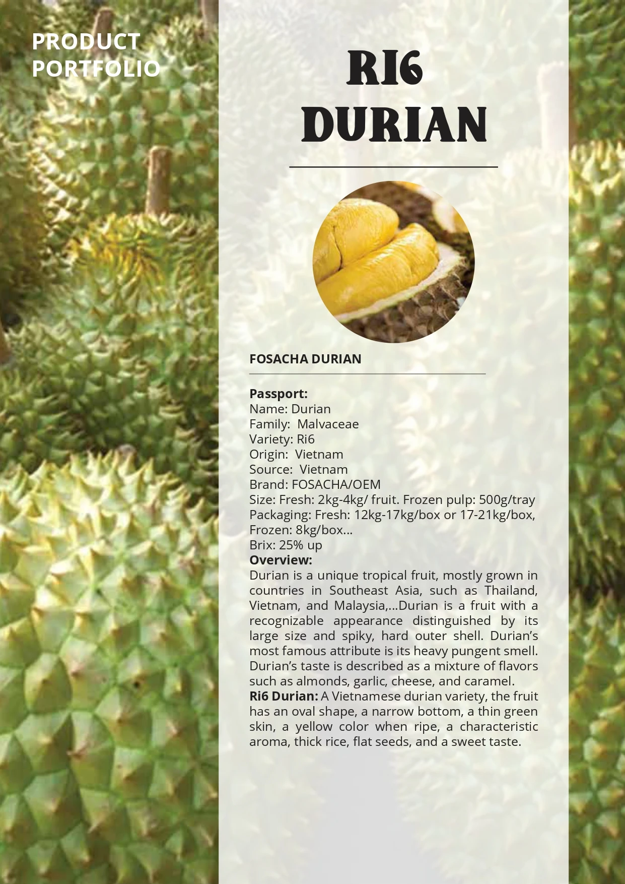 Fresh and Premium Quality Ri6 Durian From Viet Nam - Good Price ...