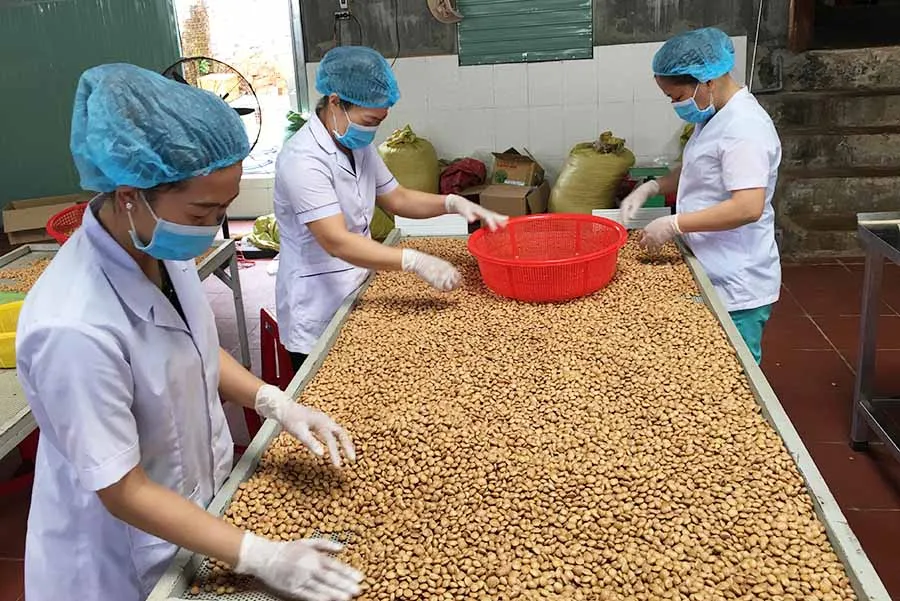 ROASTED SACHA SACHA INCHI NUT FROM VIETNAM- Make Sachi Oil - Helen +84 ...