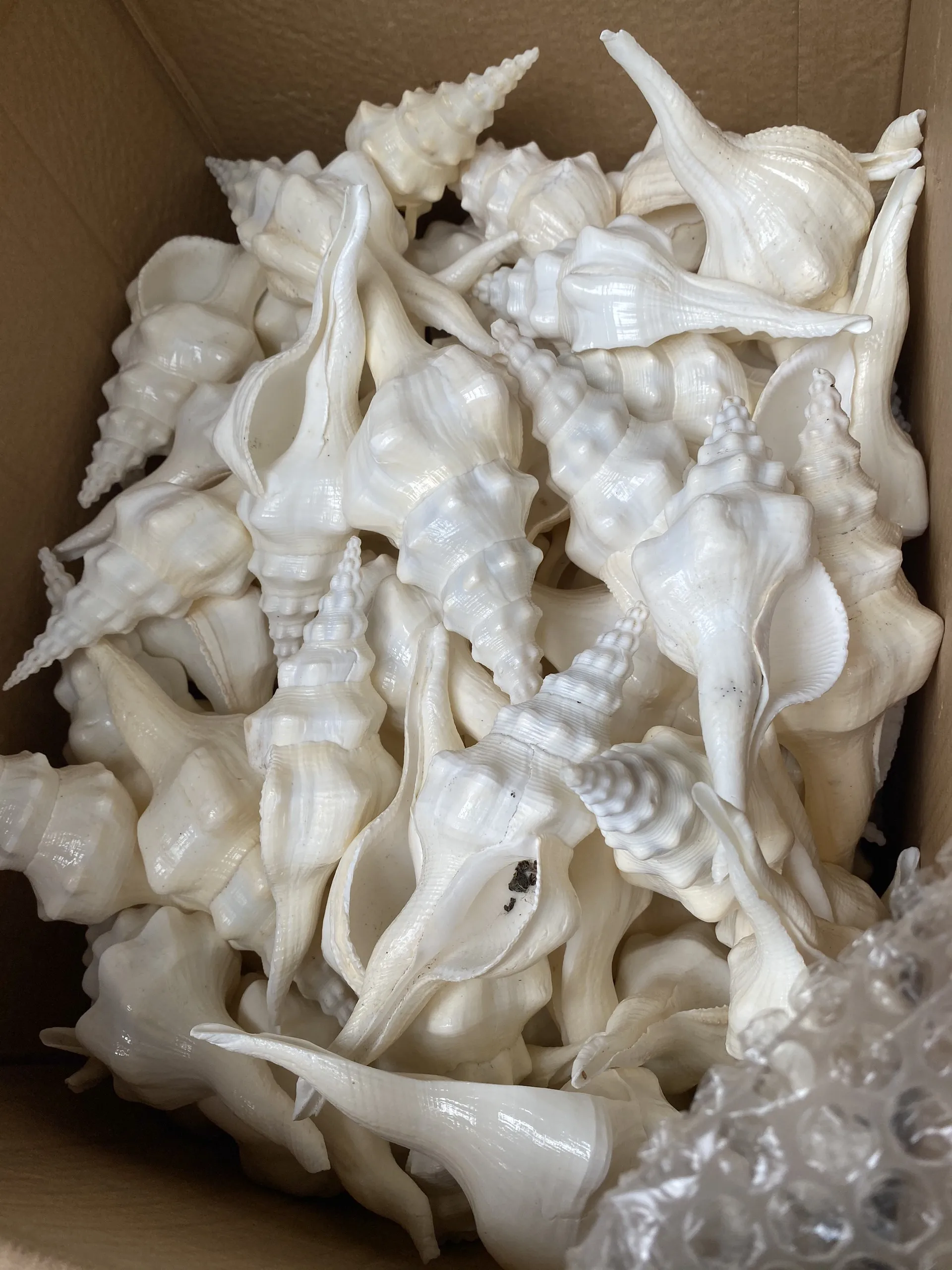 Cheap Price Seashell Decor Home Conch Shell Rose Murex Shell Seashell ...