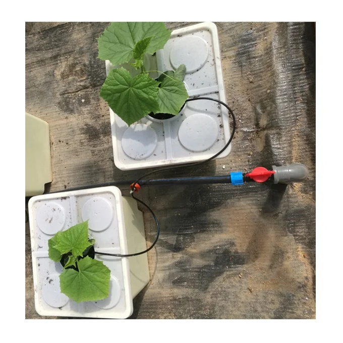 Low-Maintenance Dutch Bucket Hydroponic System Dutch Buckets for ...