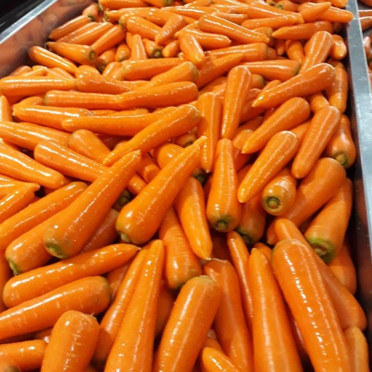 Fresh carrots in bulk wholesale| Alibaba.com