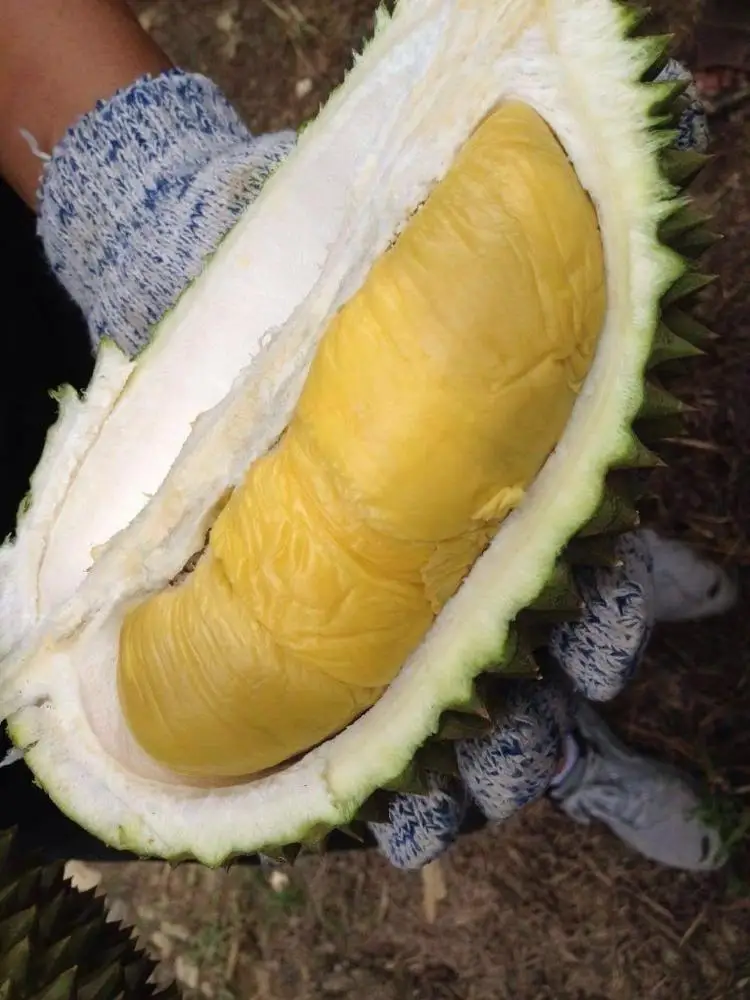 Hot Sale Premium Fresh Musang King Durian D197 From Malaysia Creamy Thick Sweet Irresistible ...