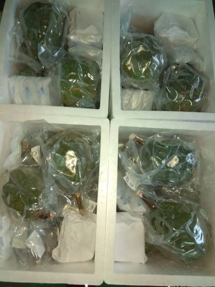 Hot Sale Premium Fresh Musang King Durian D197 From Malaysia Creamy Thick Sweet Irresistible ...