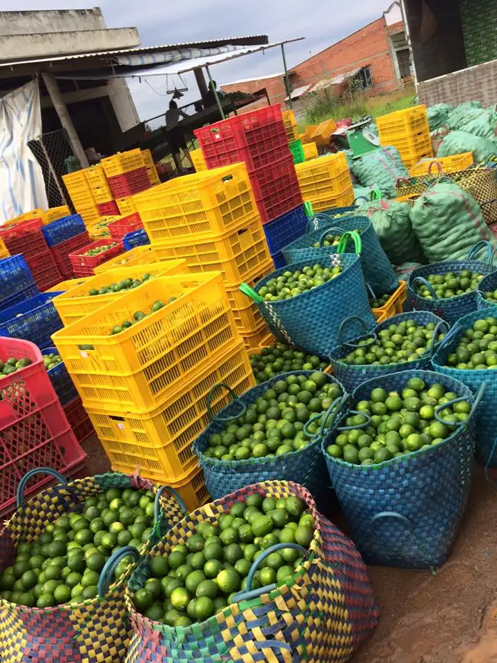 Wholesale Fresh Green Lemons from Vietnam - High Quality