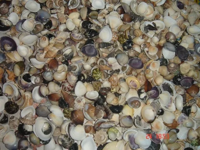 Natural Dentalium Tusk Sea Shells for Native Jewelry Design