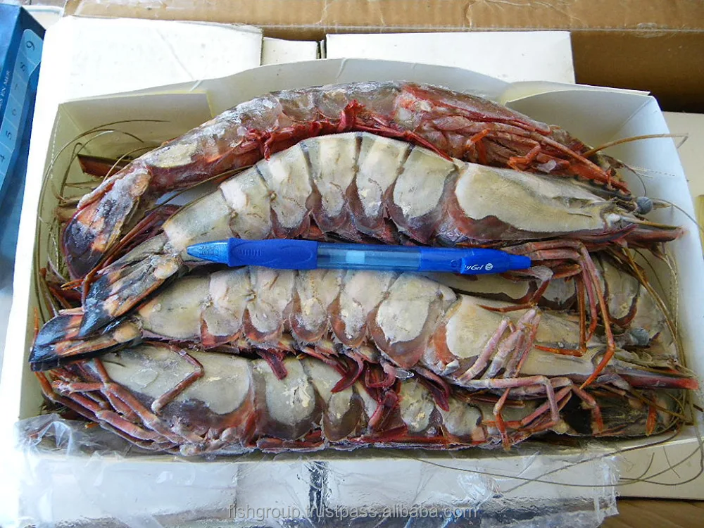 Wild-caught Sea Tiger Shrimp HOSO U5 - Frozen & Certified