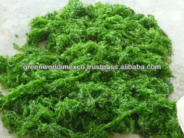 ULVA LACTUCA LEAVE SEAWEED WITH PREMIEUM QUALITY and BEST PRICE FROM ...