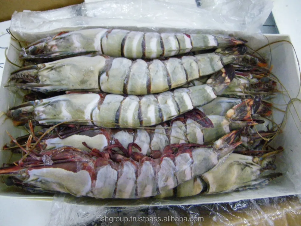 Wild-caught Sea Tiger Shrimp HOSO U5 - Frozen & Certified