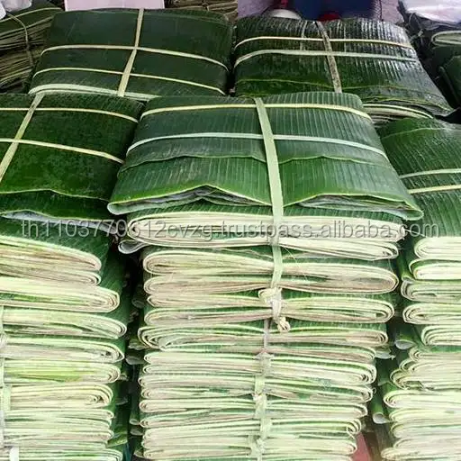Fresh Banana Leaf Export - Premium Grade from Thailand