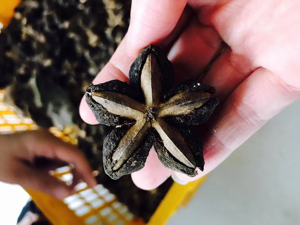 High Nutrition Sacha Inchi Nuts/ Sachi Nuts From Vietnam / Ms Jennie ...