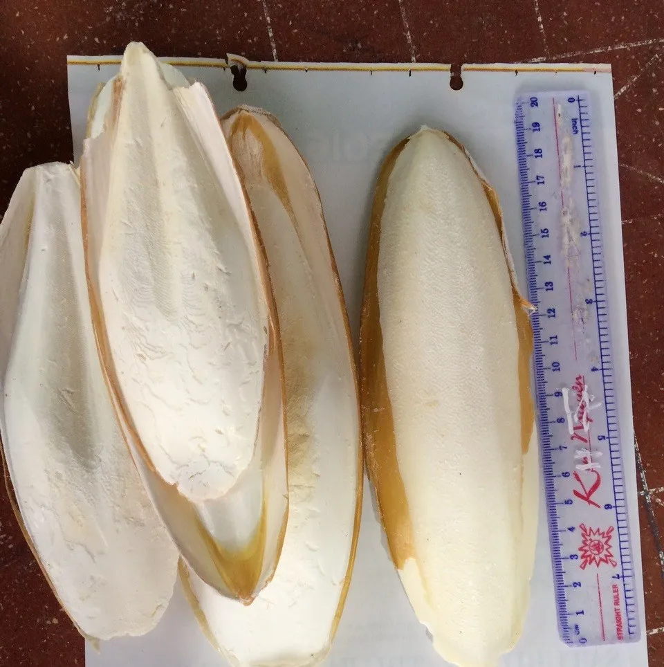 VIETNAM CUTTLEFISH BONE / BONE of CUTTLEFISH for BIRD FOOD in BULK/ Ms ...