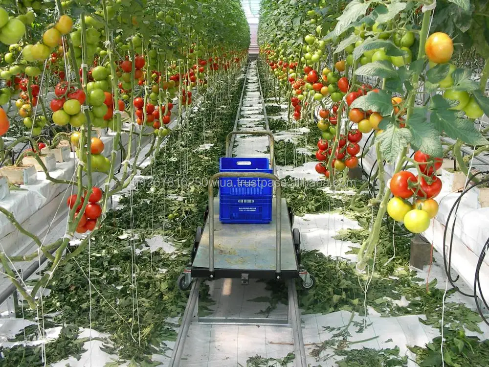 Seomak Harvesting Trolley - Efficient Tunnel Greenhouse Solutions
