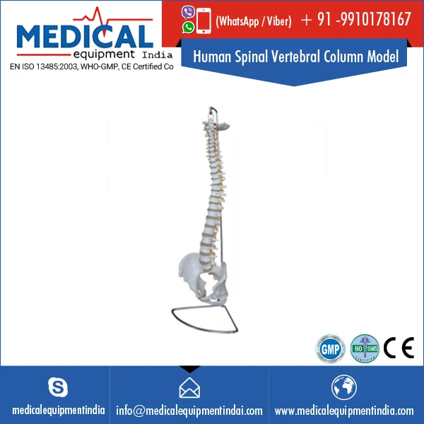 Naturally Large Metal Wire Series Human Spine Model with Pelvis and ...