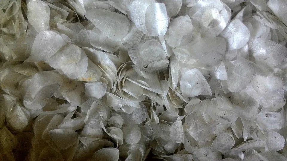 Dried Fish Scale from Vietnam - High Quality Gelatin Collagen
