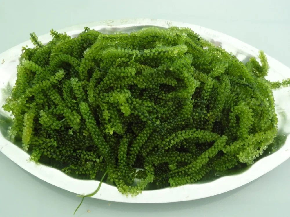 Best Selling Dehydrated Sea Grapes - Organic Vietnamese Delicacy