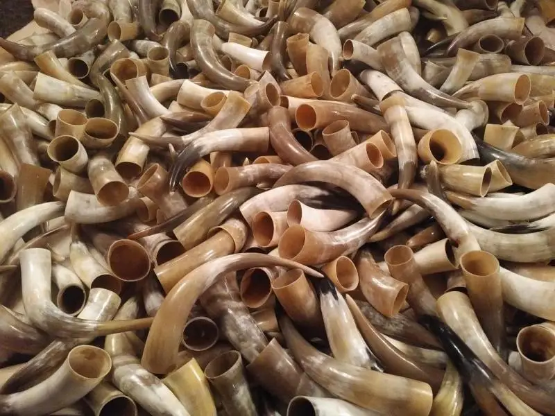 Quality Raw Cow Horns For Sale At Cheap Price - Buy Natural Ram Horn ...