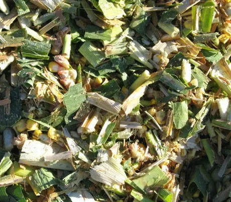 Alibaba.com: Dehydrated corn silage, high-fiber cattle feed, bulk ...