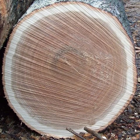 Best Price High Quality Pine Logs,Pine Wood,Round Pine - Buy Pine Logs ...