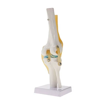 Hot Sale Life-size Artificial Knee Anatomical Joint Model Customized ...