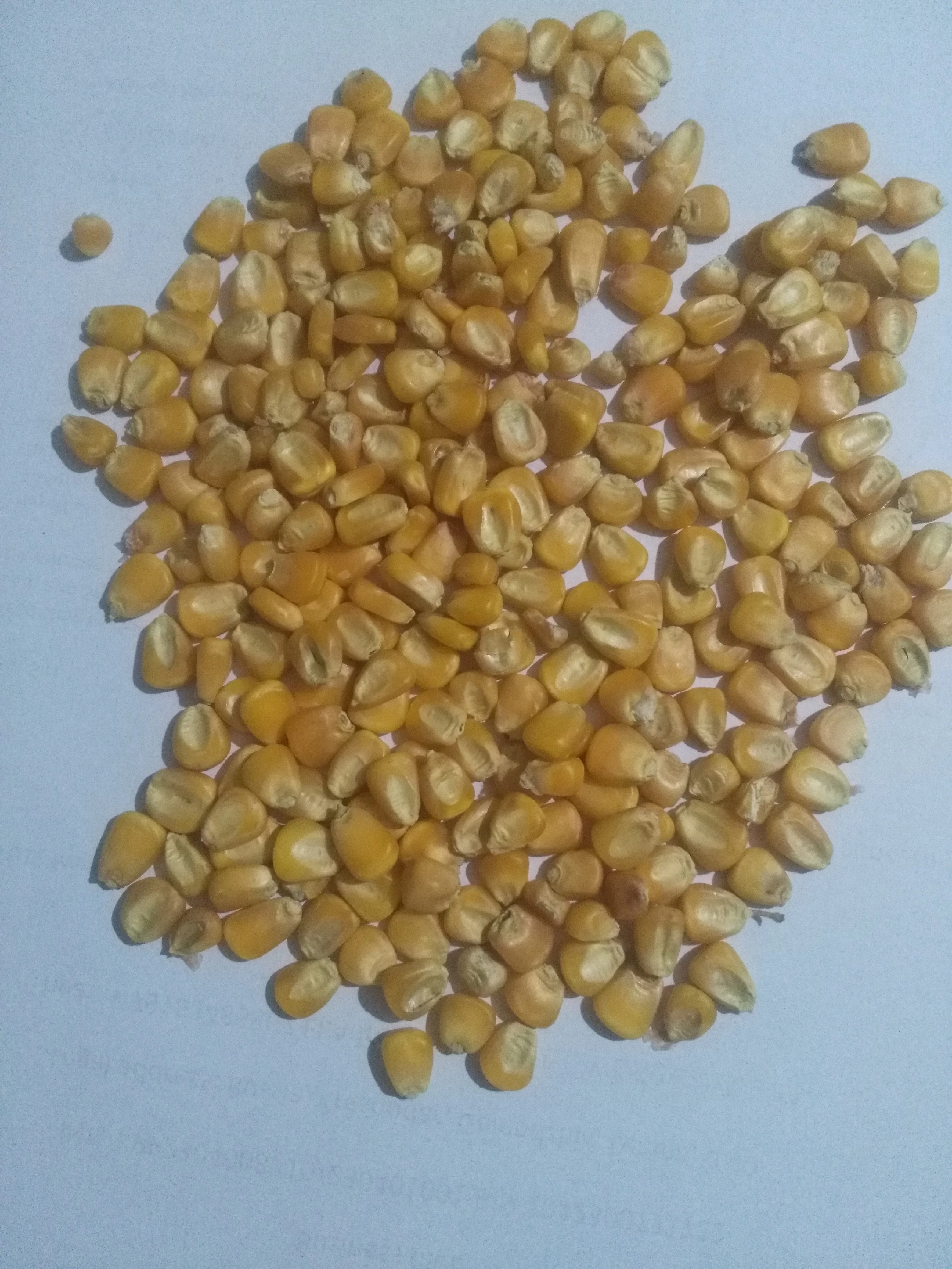 Yellow Corn / Maize For Animal Feed Dry Style Poultry Feed First Grade ...