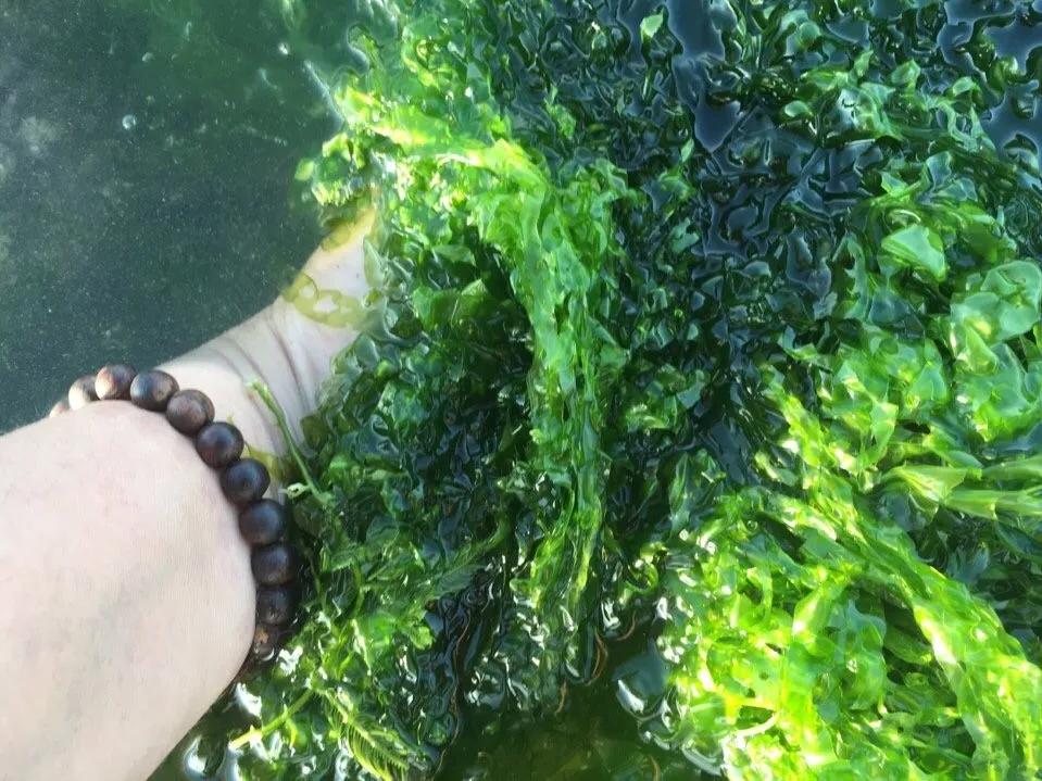 Wholesale Ulva Lactuca Dried Seaweed Green Laver Aonori Ulva Lactuca ...