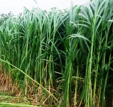 Grass for cow/ cattle feed/ hay products from Vietnamese farmer ...