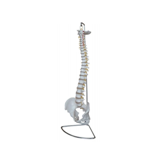 Naturally Large Metal Wire Series Human Spine Model with Pelvis and ...