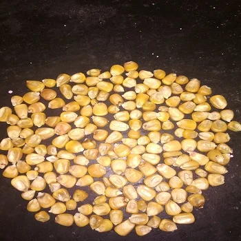 Yellow Corn / Maize For Animal Feed Dry Style Poultry Feed First Grade ...