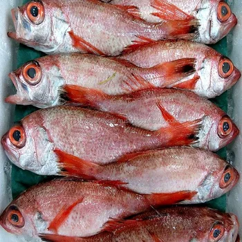 Quality Frozen Red Snapper Fish - Buy Frozen Whole Fish,Frozen Mackerel ...