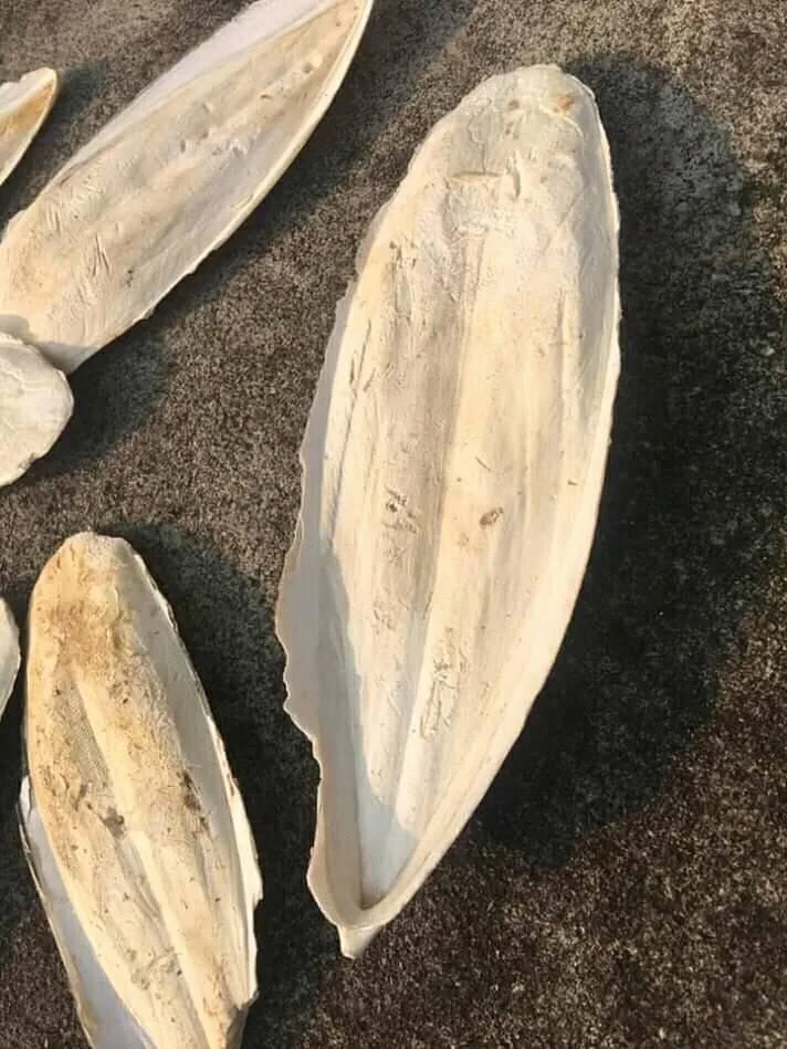 Cuttlefish Bone - High Nutrient For Animal From Vietnam With High ...