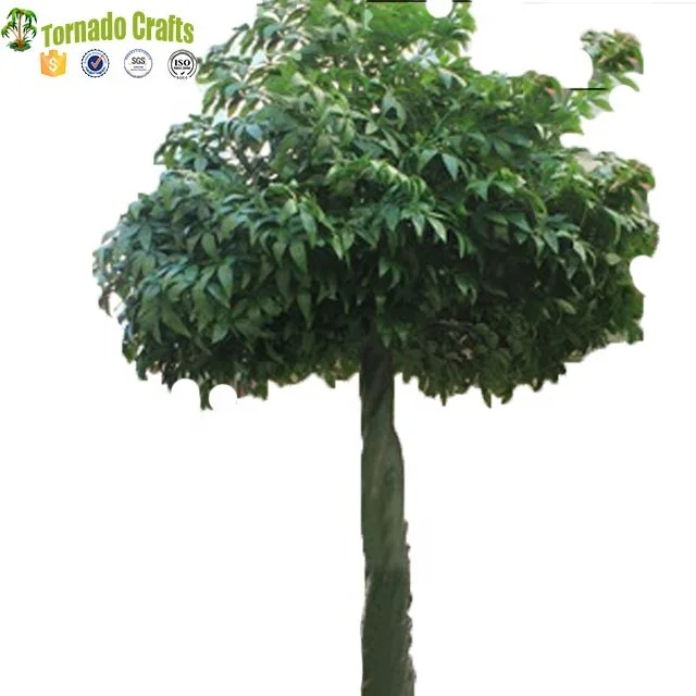 Money Tree Outdoors