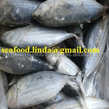 Frozen Skipjack Tuna Whole Round_good Price_good Quality - Buy Frozen ...