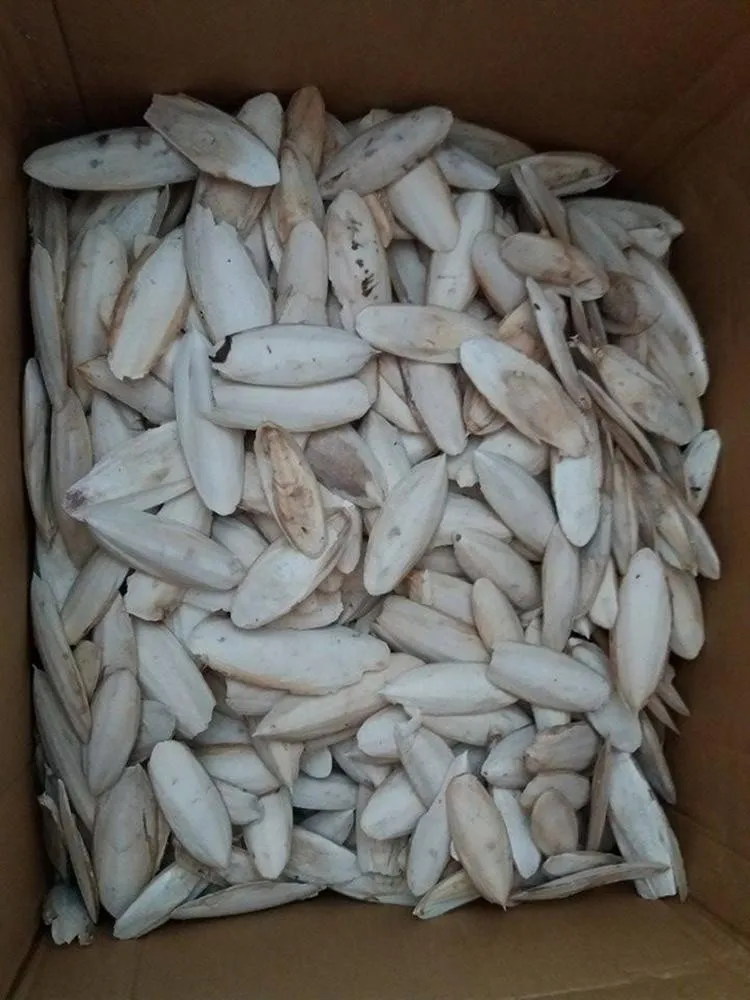 High Quality Dried Cuttlefish Bone From 99 Gold Data Vietnam - Buy ...