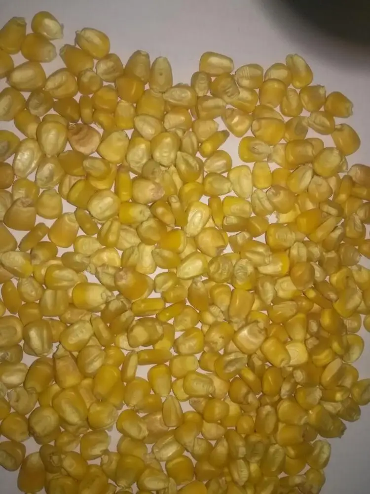 Yellow Corn / Maize For Animal Feed Dry Style Poultry Feed First Grade ...